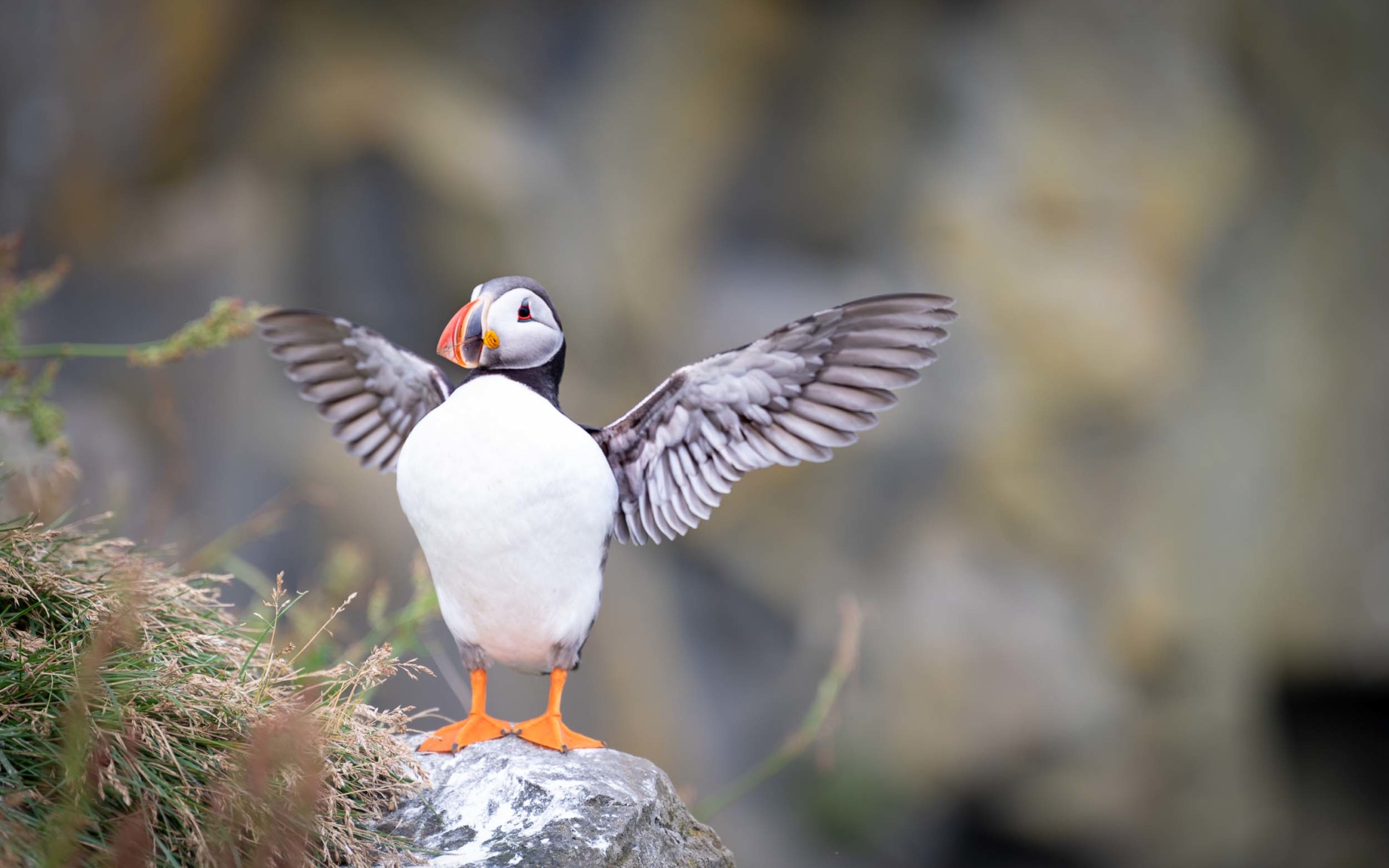 "Startklar" / Puffin - zielfoto-hamburg.de
